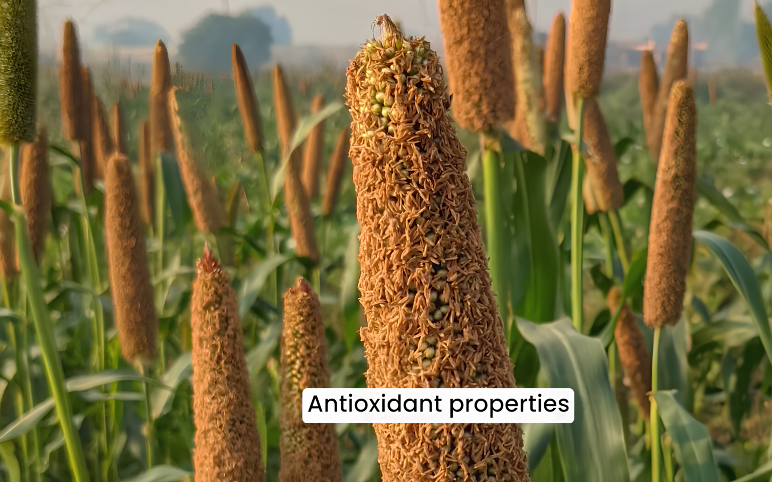 10 Benefits Of Millets – सेहत और इम्यूनिटी के लिए सुपरफूड या नहीं ...
